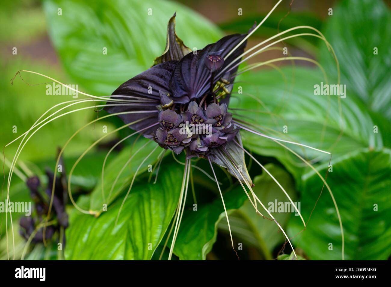 Closeup shot of a beautiful purple bat flower with big light green ...