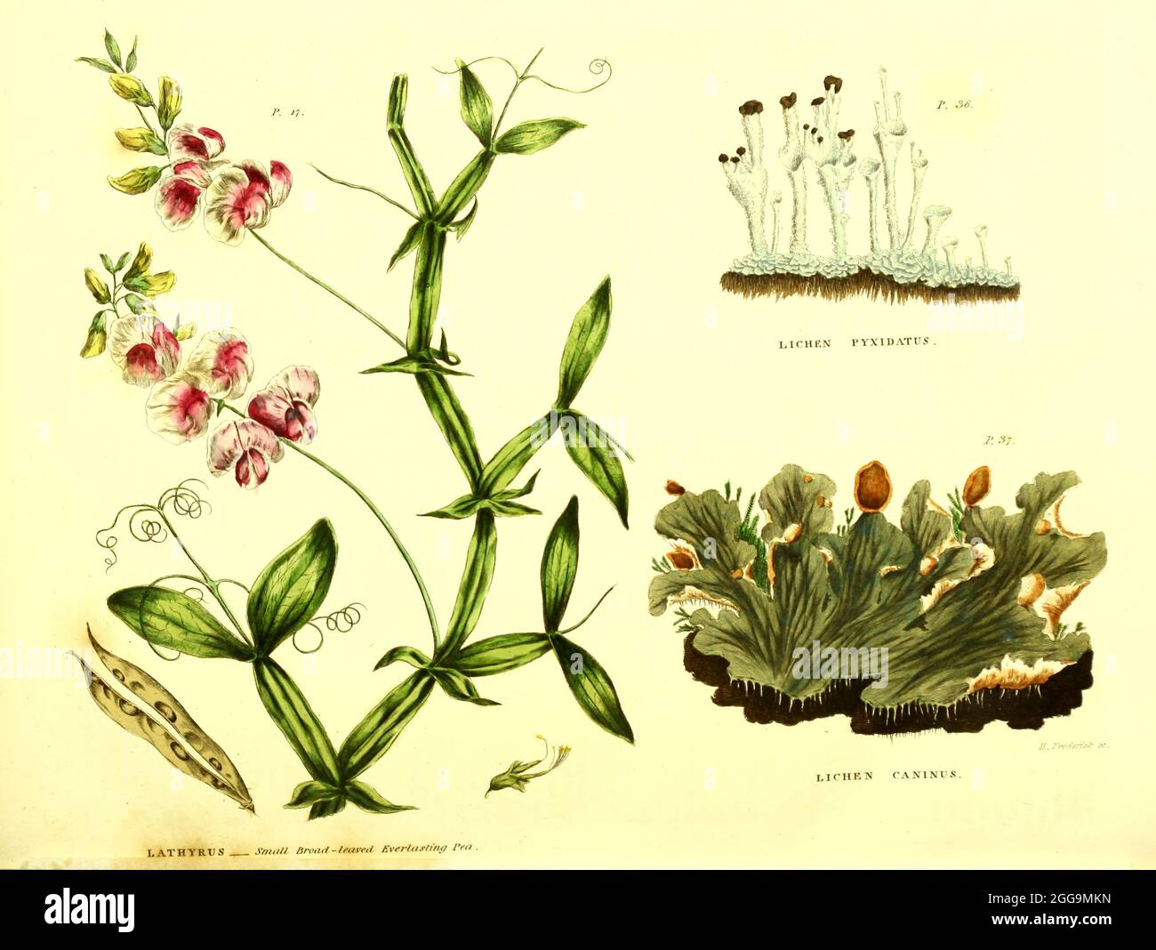 Lichen uses hi-res stock photography and images - Alamy