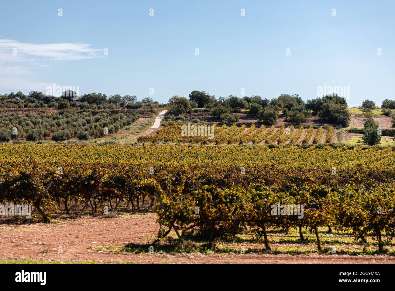 Priorat vineyards hi-res stock photography and images - Alamy