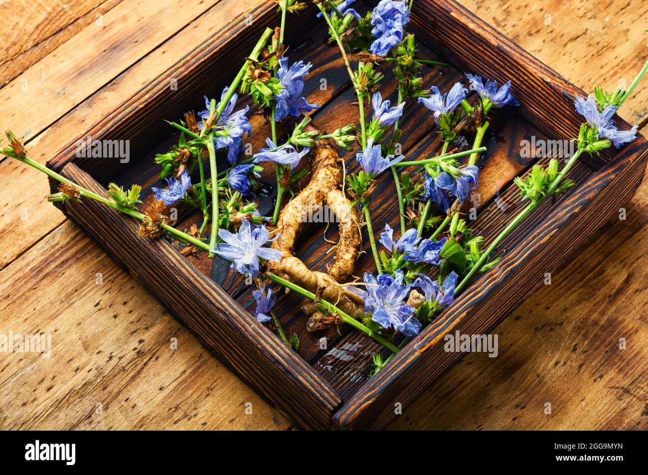 Chicory root and chicory flowers on rustic wooden background.Wild plant ...