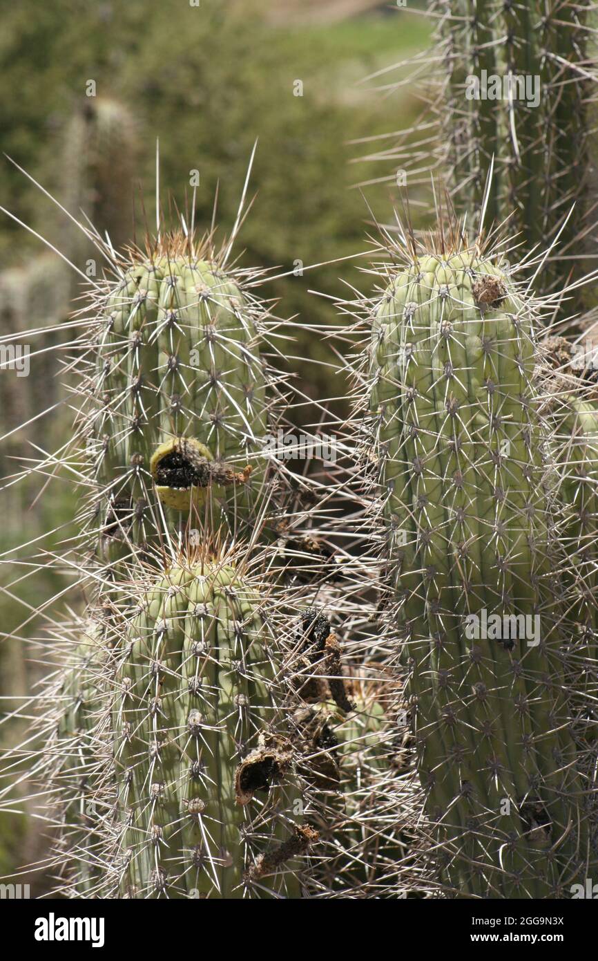Chile plant hi-res stock photography and images - Alamy