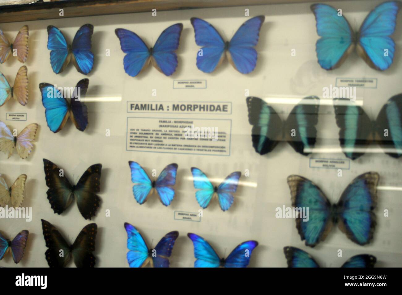 A display of local butterflies in a museum in Pisco Elqui, Chile Stock ...