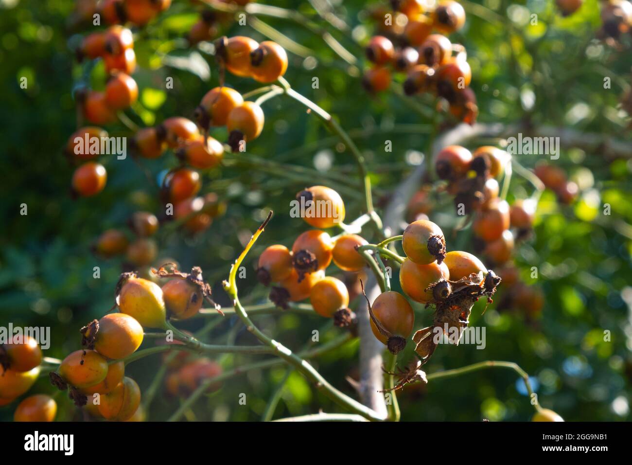 Rose Hip Bush High Resolution Stock Photography and Images - Alamy