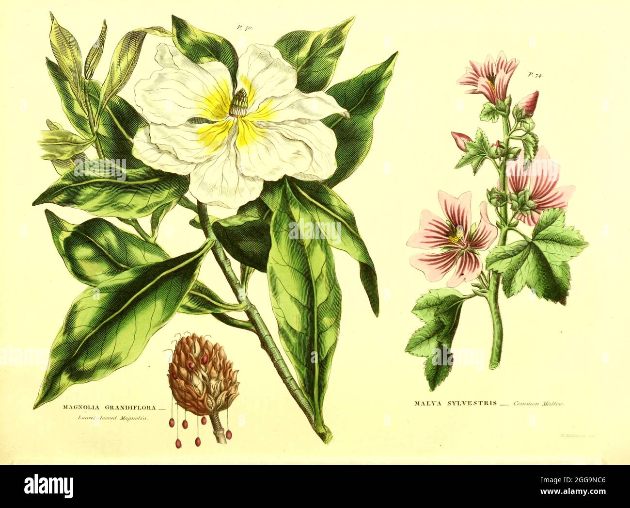 Malva sylvestris drawing hi-res stock photography and images - Alamy