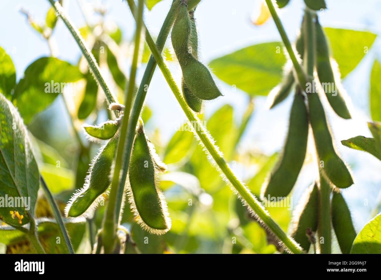 Graincultivation hi-res stock photography and images - Alamy
