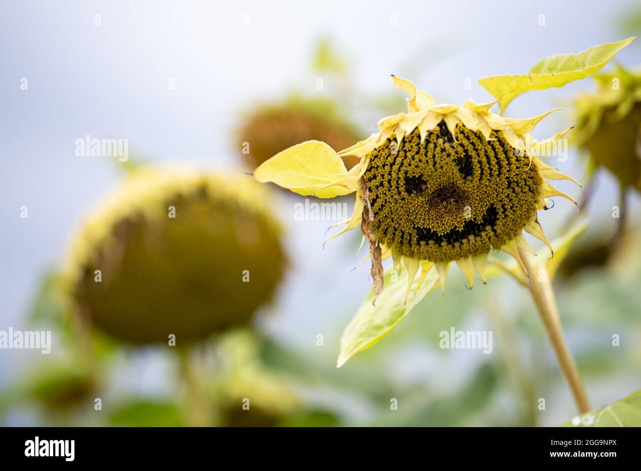 Nidda, Germany. 30th Aug, 2021. Parts of a sunflower's blossom have ...