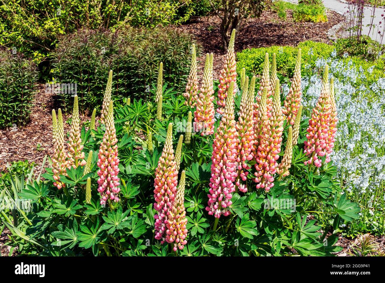 Lupin The Chatelaine High Resolution Stock Photography and Images - Alamy