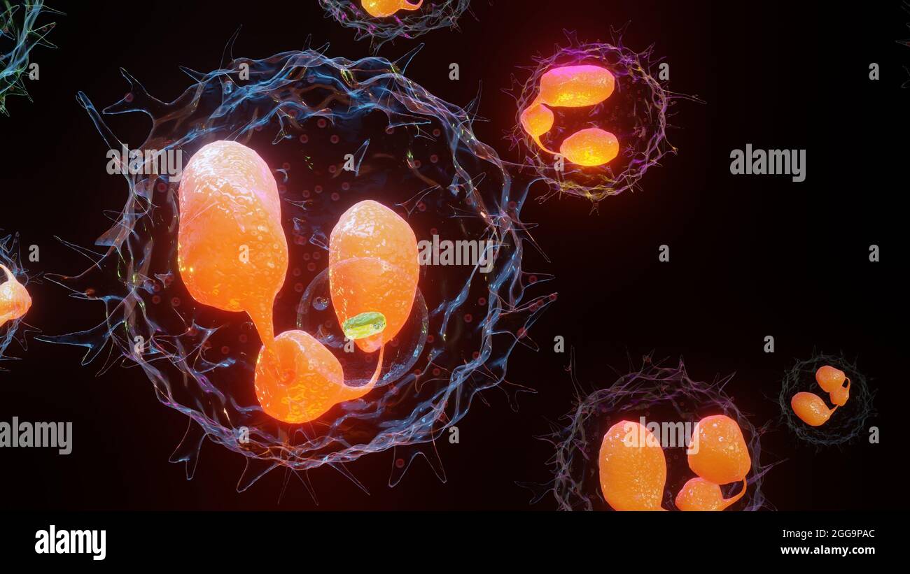 3D illustration of Phagocytosis. Neutrophe that uses its plasma ...