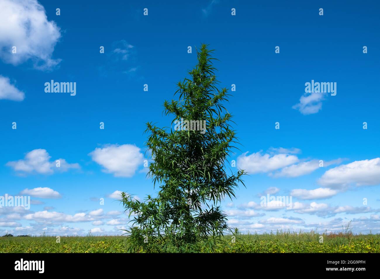 large cannabis plant i field against blue sky, summer marijuana tree ...