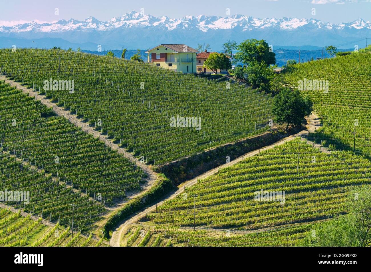 Rural landscape of vineyards at springtime in Langhe near Alba, Cuneo ...