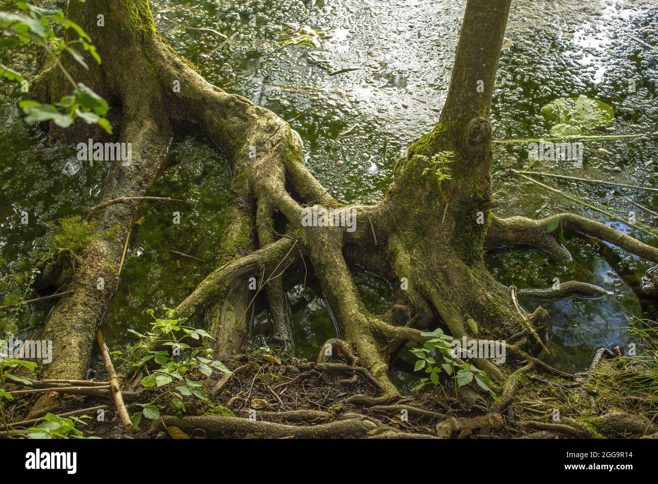Tree roots on water with green algae in Lucerne, Switzerland Stock ...