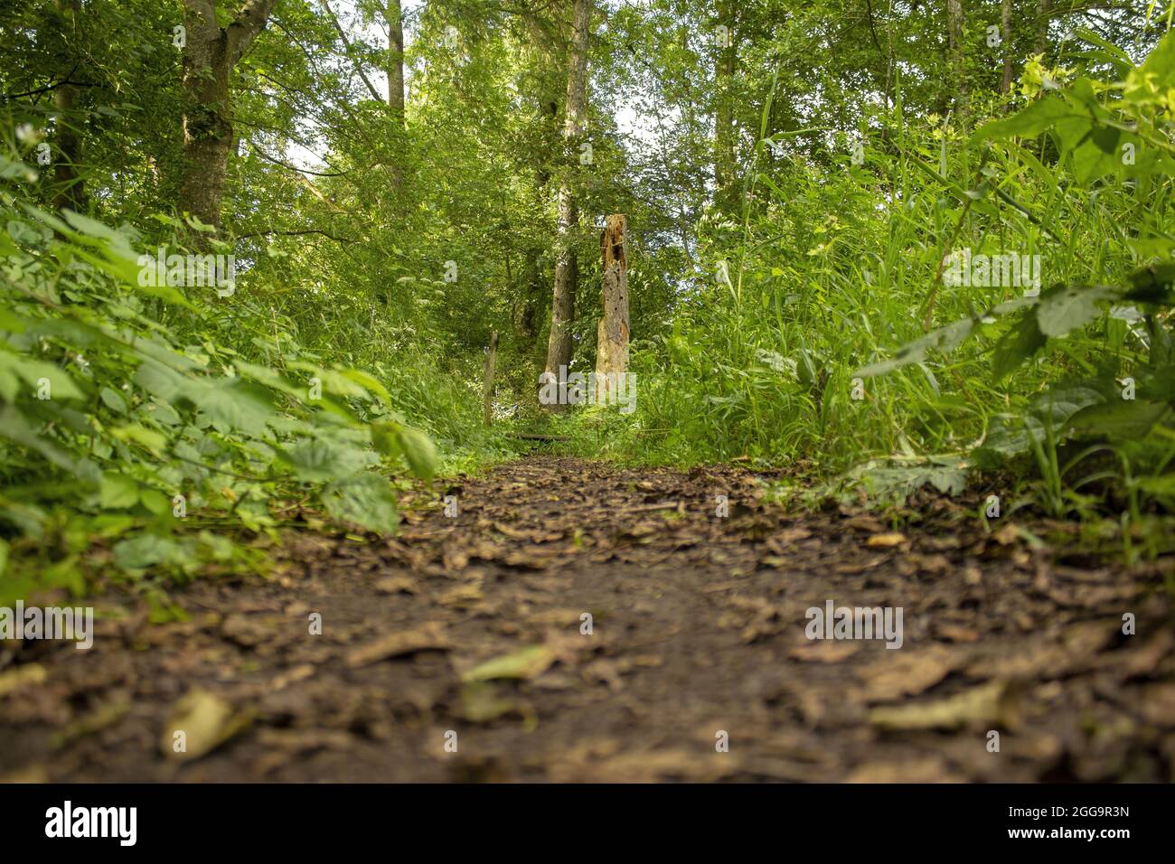 Narrow forest path with green foliage in Mauensee, Switzerland Stock ...