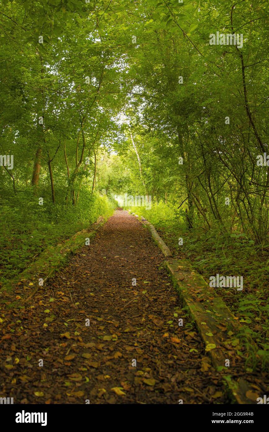 Narrow forest path with green foliage in Mauensee, Switzerland Stock ...