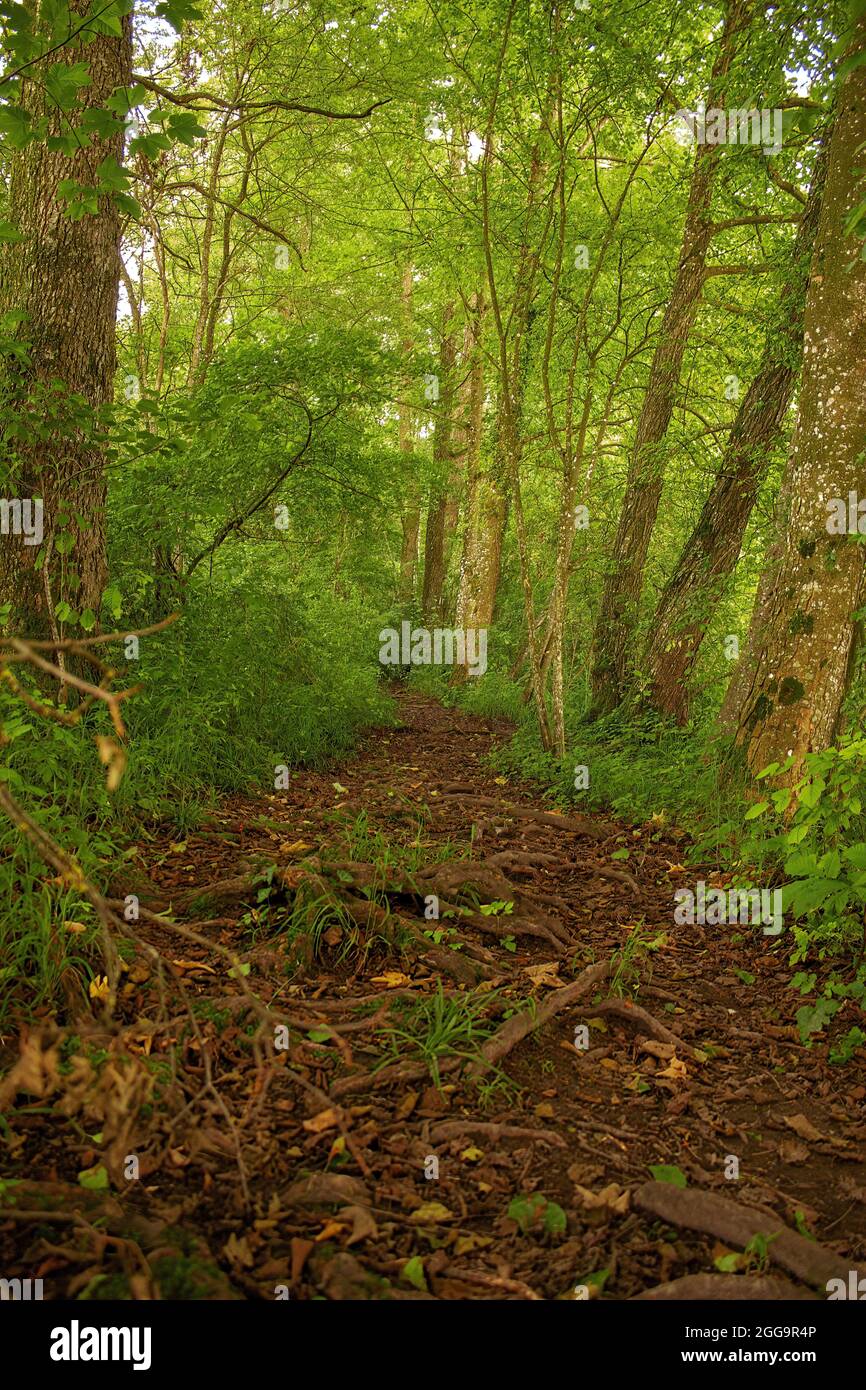 Narrow forest path with green foliage in Mauensee, Switzerland Stock ...