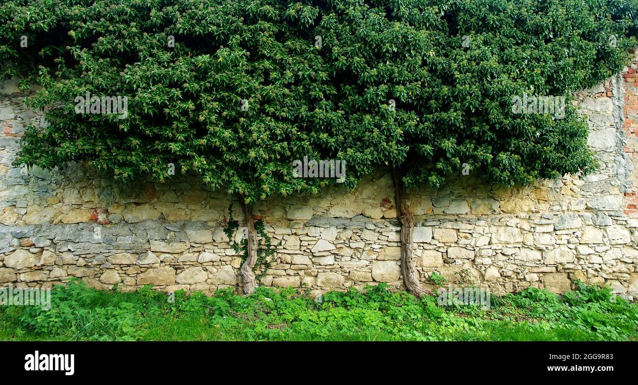 Ancient stone wall texture with a green bush, ideal for background ...