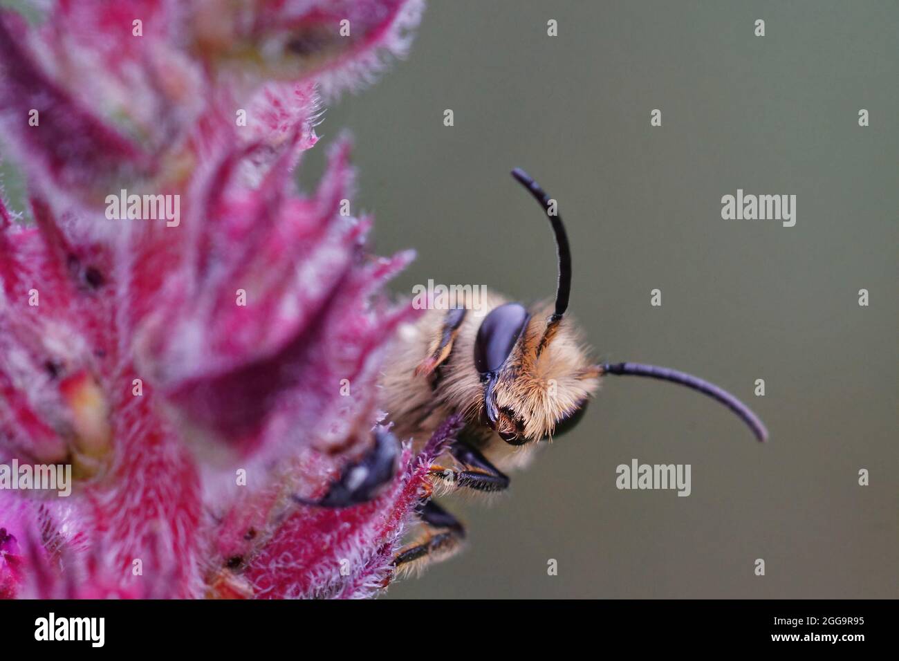 Closeup of the head of a male of the purple loosestrife bee, Melitta ...