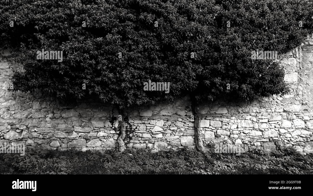 Ancient stone wall texture with a bush, black and white photography ...