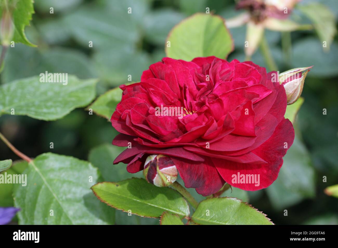 Red rose, variety Isabel, flower in close up with a background of ...