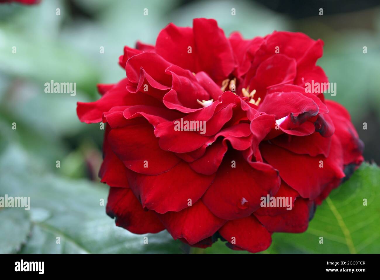 Red rose, variety Isabel, flower in close up with a background of ...