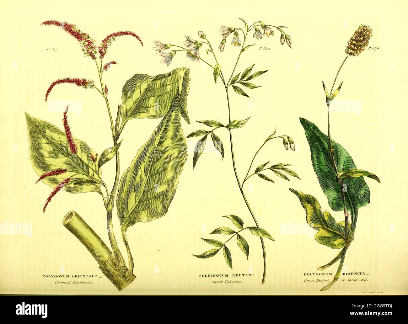 Greek flowers drawing hi-res stock photography and images - Alamy