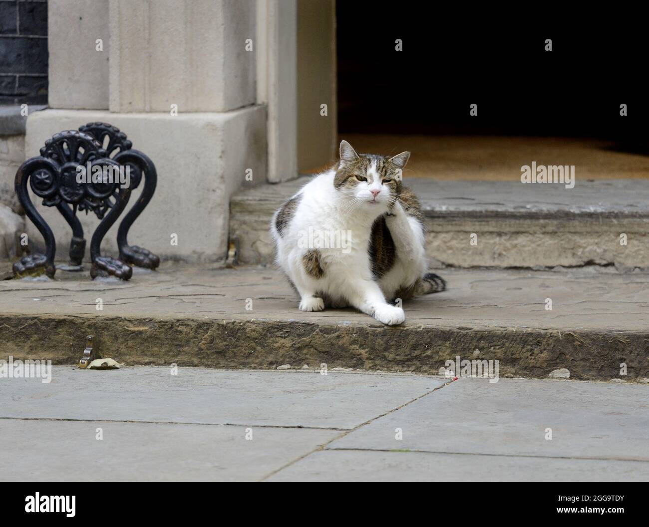 Larry the Cat - Chief Mouser to the Cabinet Office since 2011 - in ...