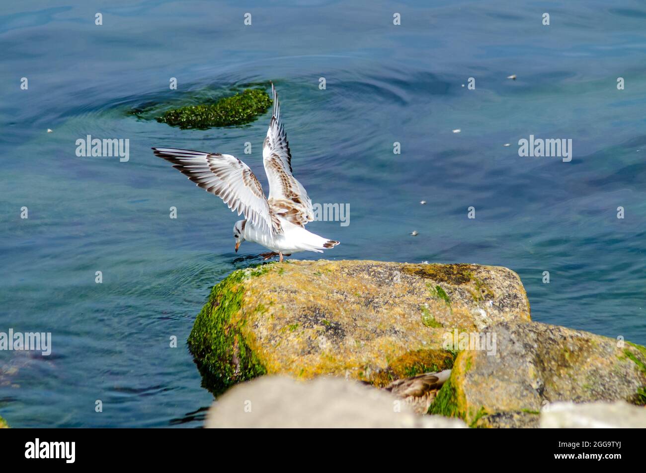 seagull on sea colored stones overgrown with algae and seaweed Stock ...