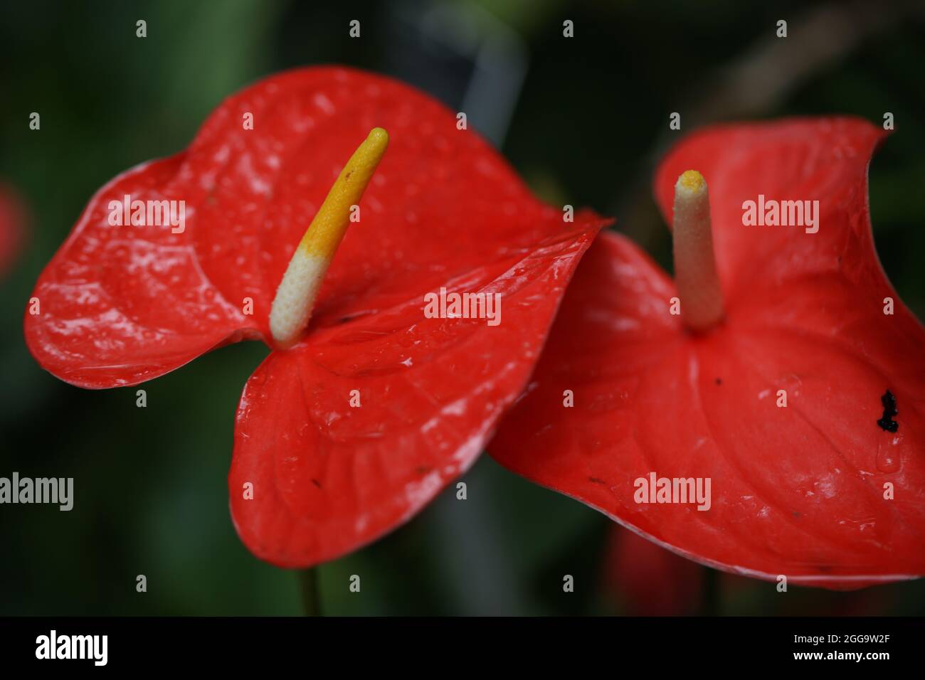 Anthurium andraeanum Champion Orange (flamingo flower Stock Photo - Alamy