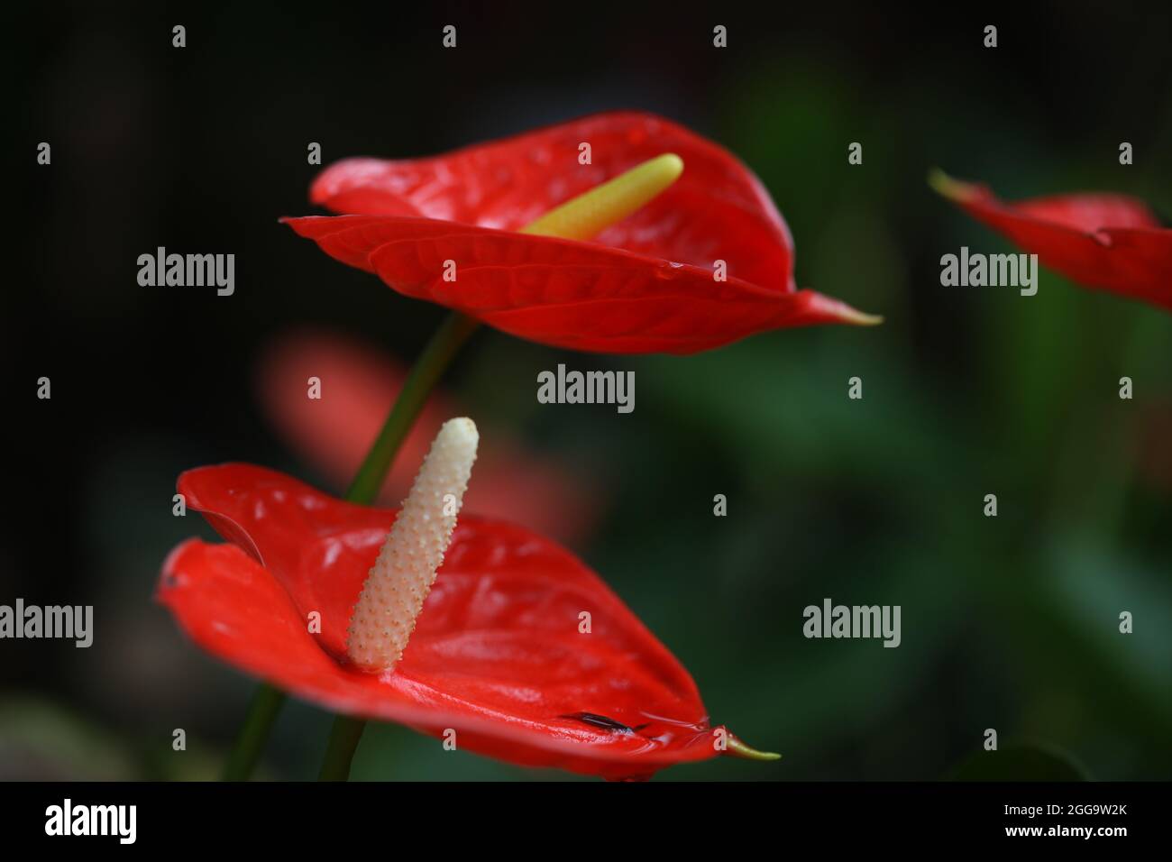 Anthurium andraeanum Champion Orange (flamingo flower Stock Photo - Alamy