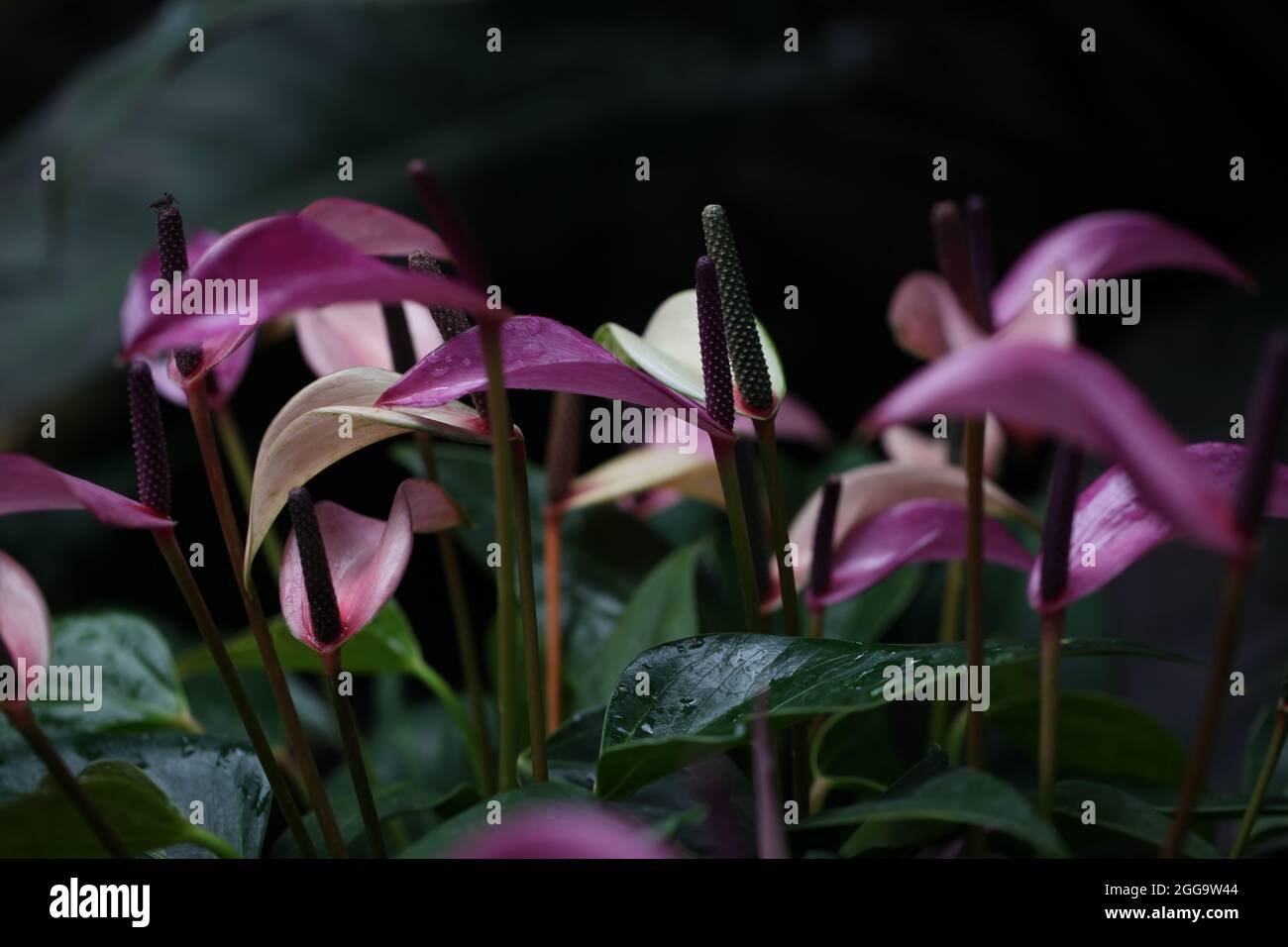 Tail like flower hi-res stock photography and images - Alamy