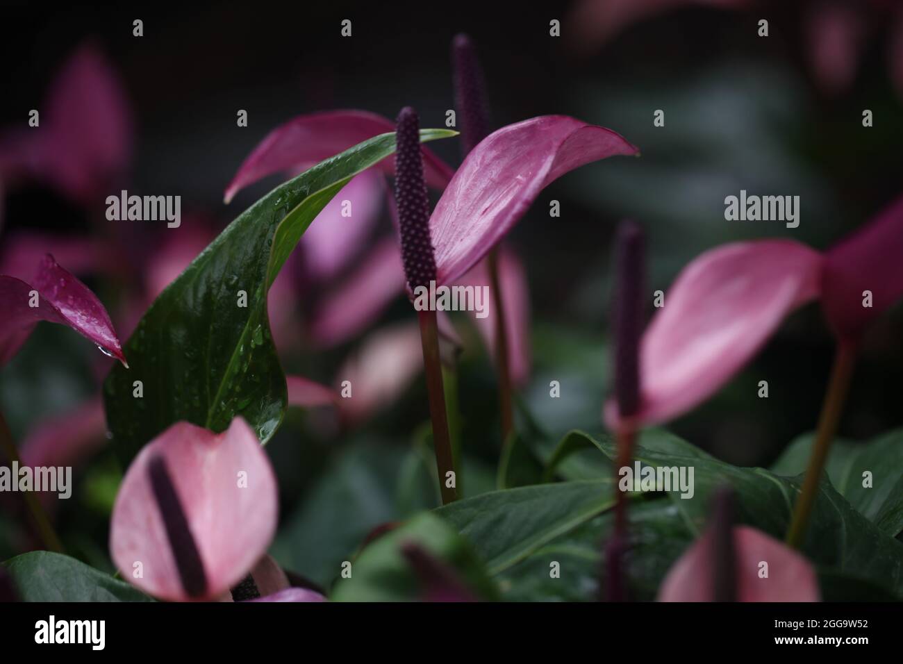 Plantlore hi-res stock photography and images - Alamy