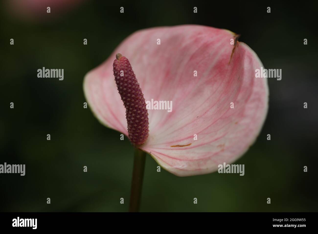Anthurium zizou hi-res stock photography and images - Alamy