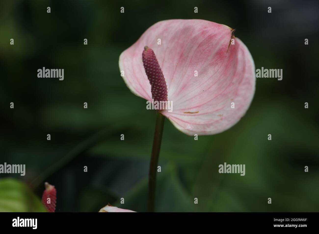 Anthurium zizou hi-res stock photography and images - Alamy