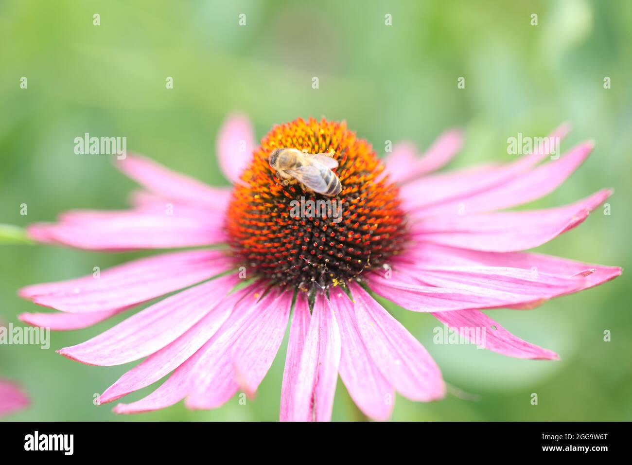 A bee foraging for nectar on a Purple Coneflower ( Echinacea purpurea ...