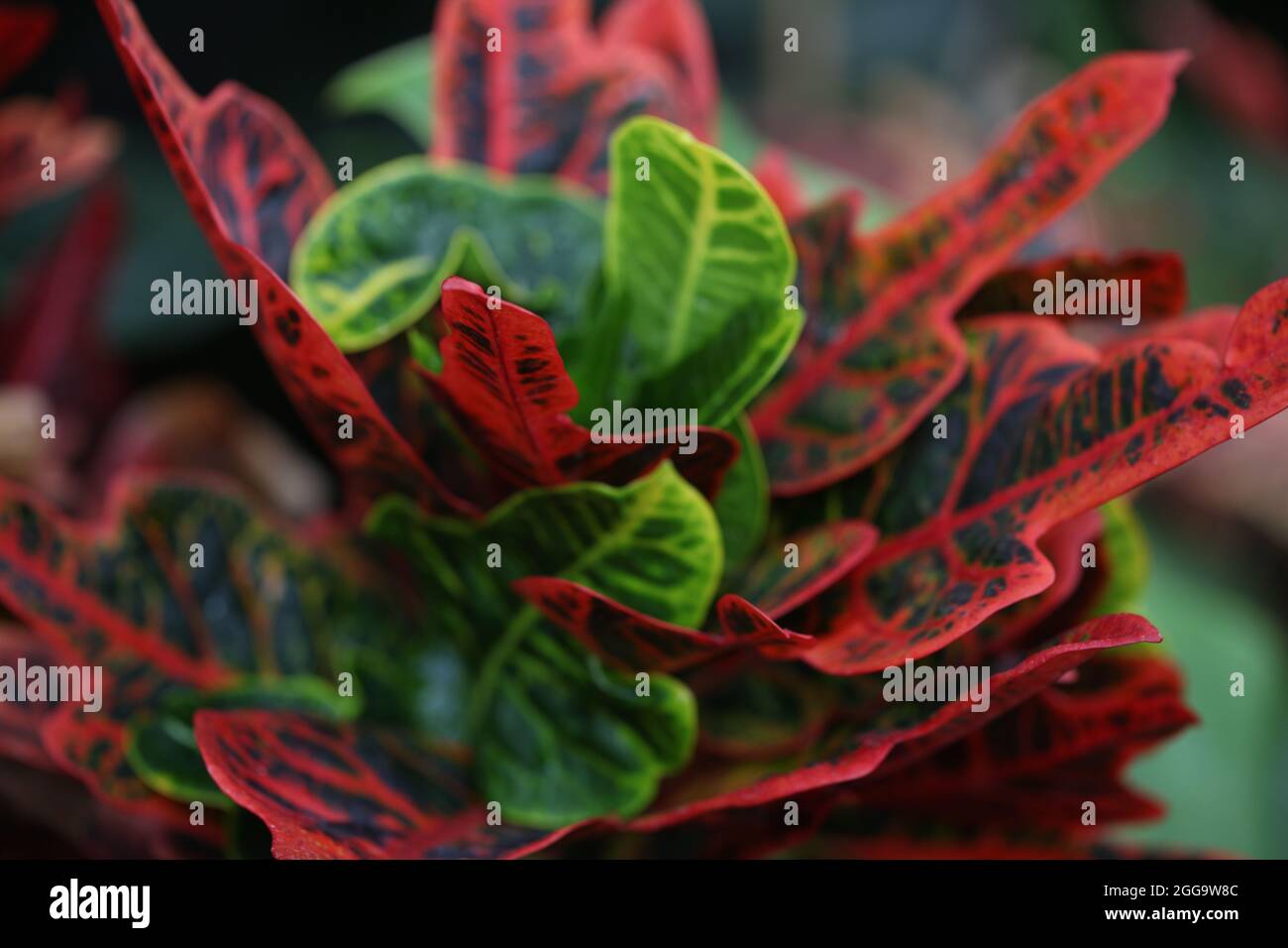 Codiaeum pictum hi-res stock photography and images - Alamy