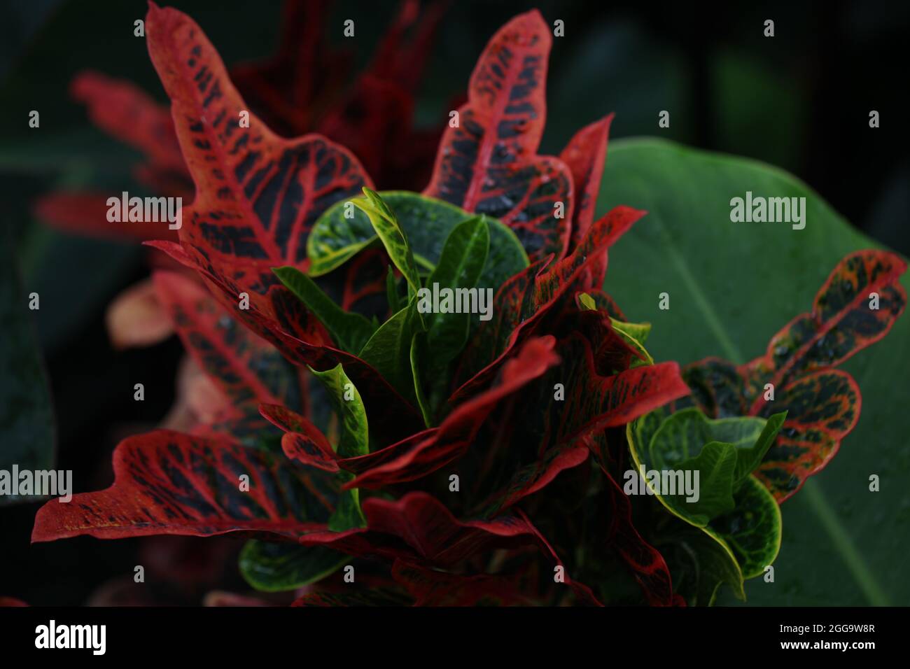 Codiaeum variegatum var. pictum 'Excellent' Stock Photo - Alamy