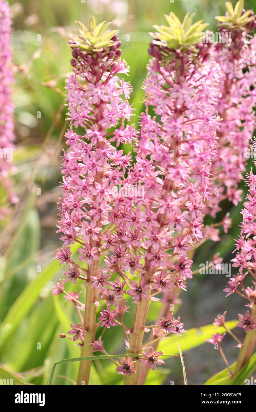 Nerines flowers hi-res stock photography and images - Alamy