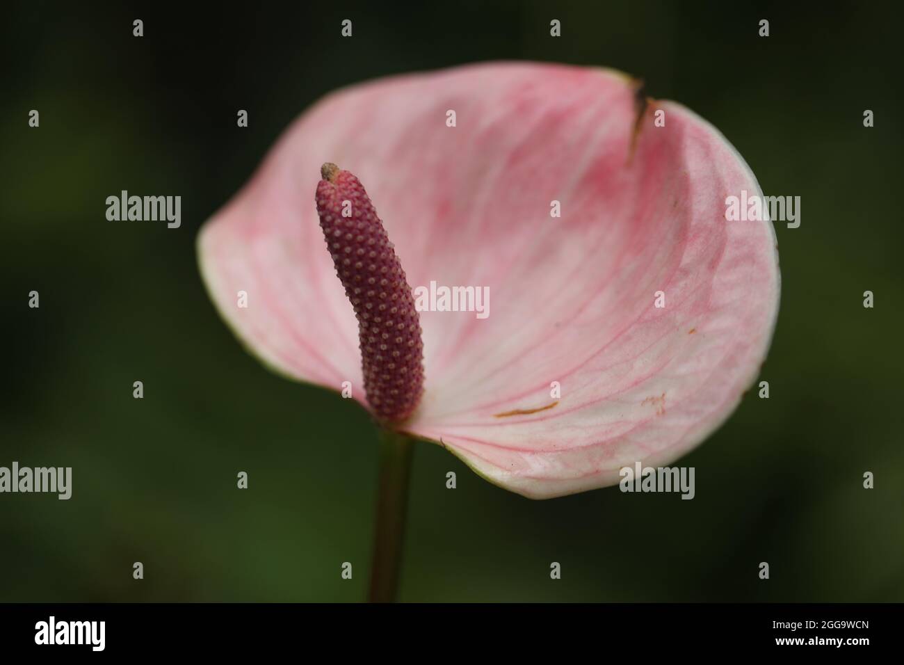 Plantlore hi-res stock photography and images - Alamy
