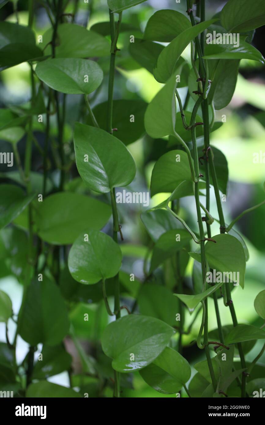 Green concepts / Environment - Abstract of natural light filtering ...