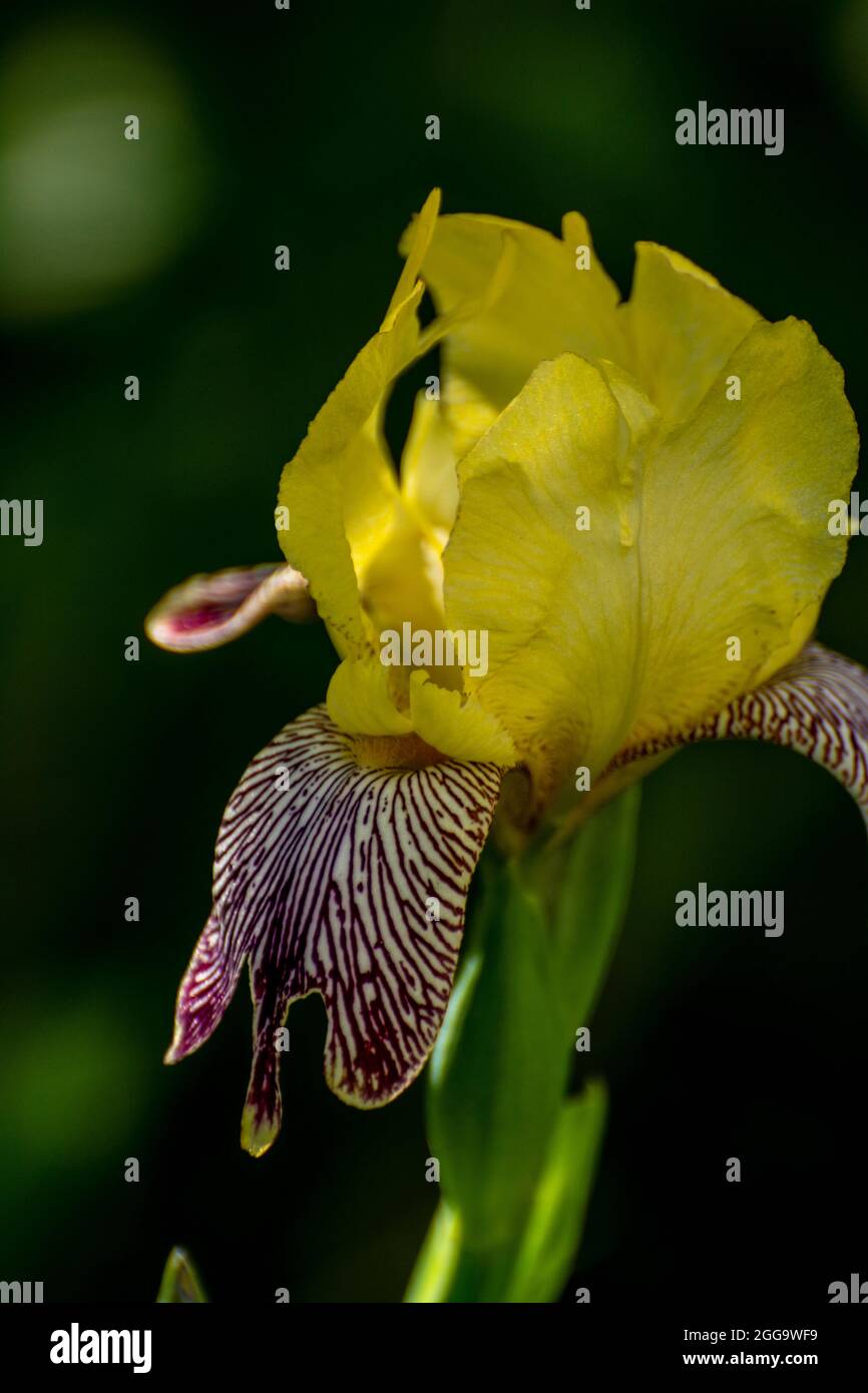 Bicolor bearded iris hi-res stock photography and images - Alamy