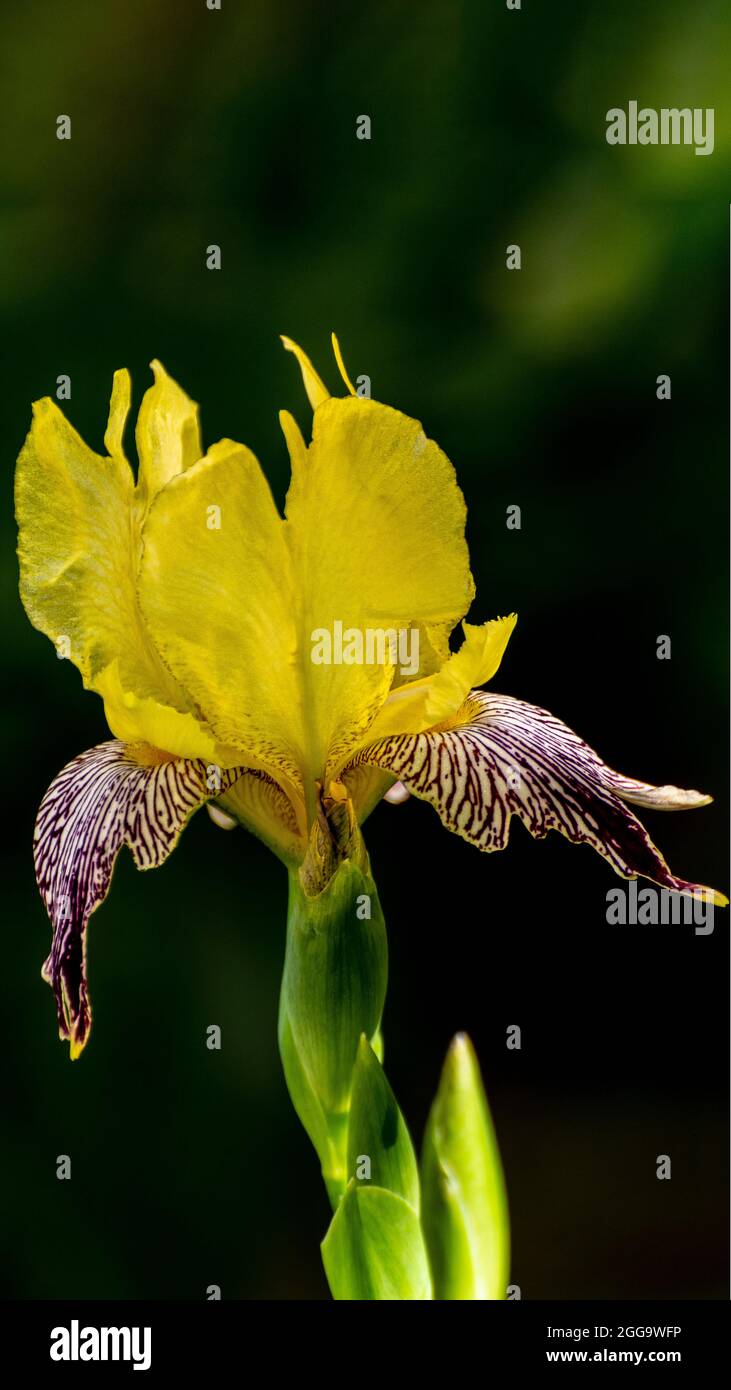 Bicolor bearded iris hi-res stock photography and images - Alamy