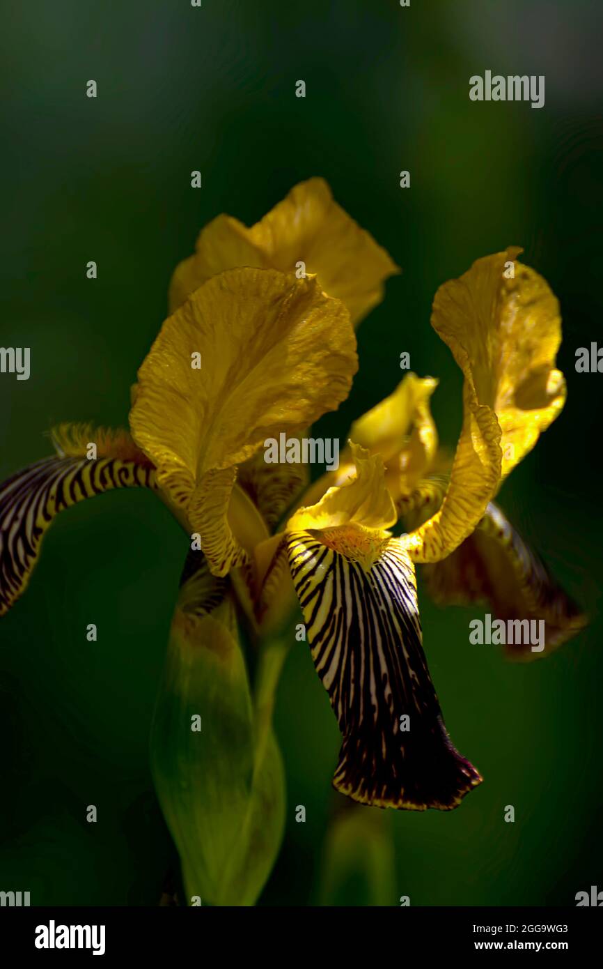 Bicolor bearded iris hi-res stock photography and images - Alamy