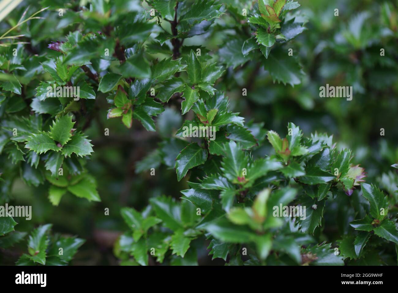 Ilex × meserveae Little Rascal ' Mondo ' Stock Photo - Alamy