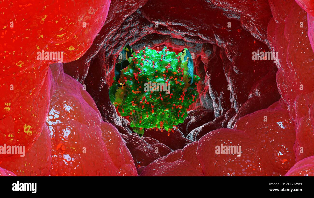 3d illustration of Mastocyte, Mast cell, 3d render Stock Photo - Alamy