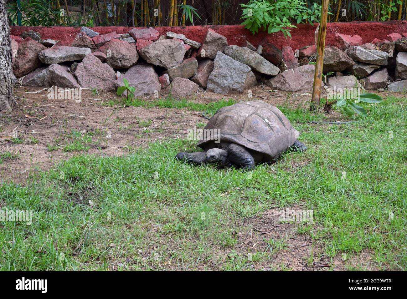 Big Turtle.Huge Galapagos Giant Tortoise. Wildlife Stock Photograph ...