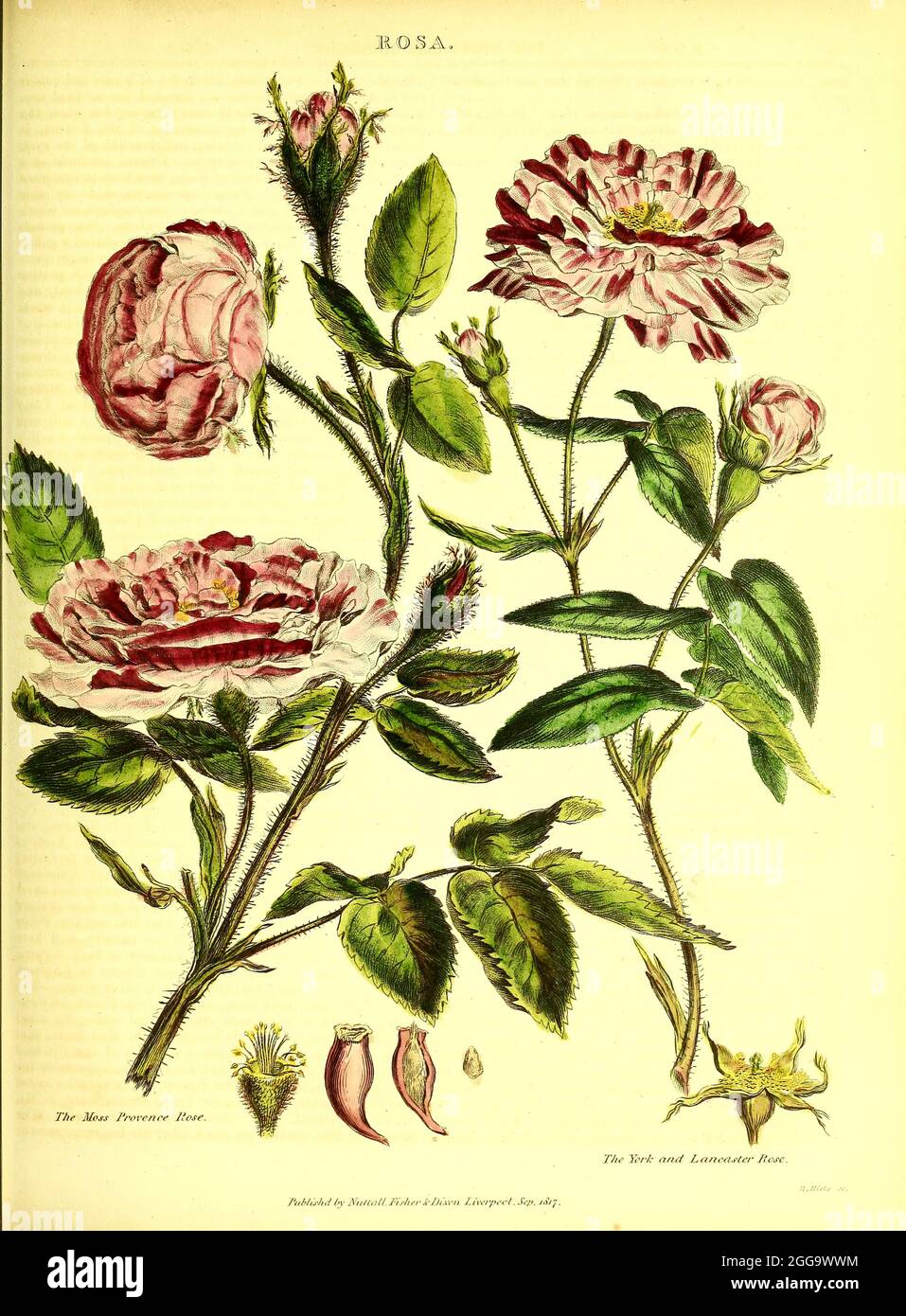 Fisher rose hi-res stock photography and images - Alamy