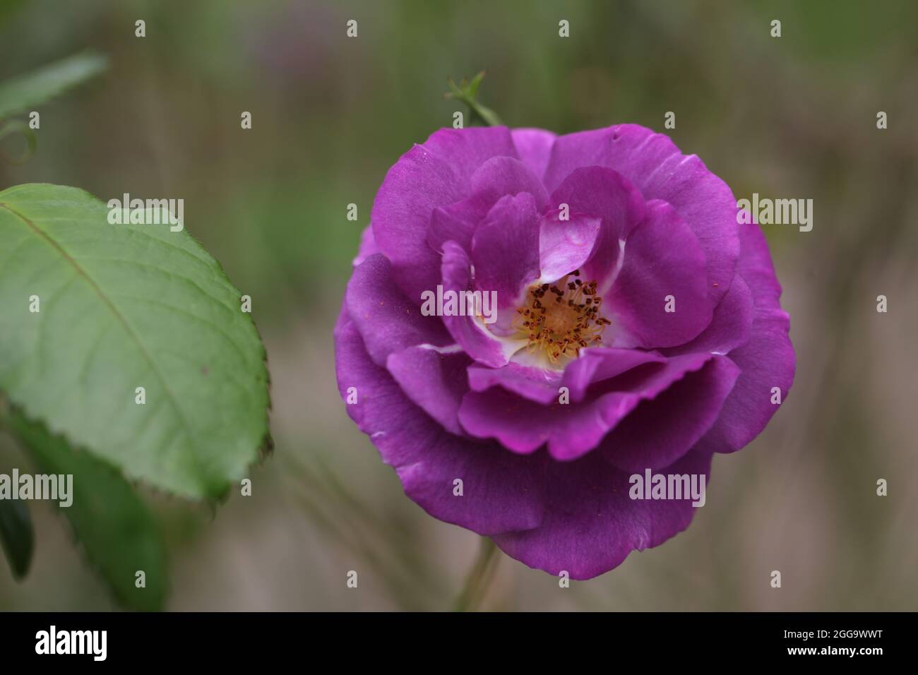 Floribunda rose varieties hi-res stock photography and images - Alamy