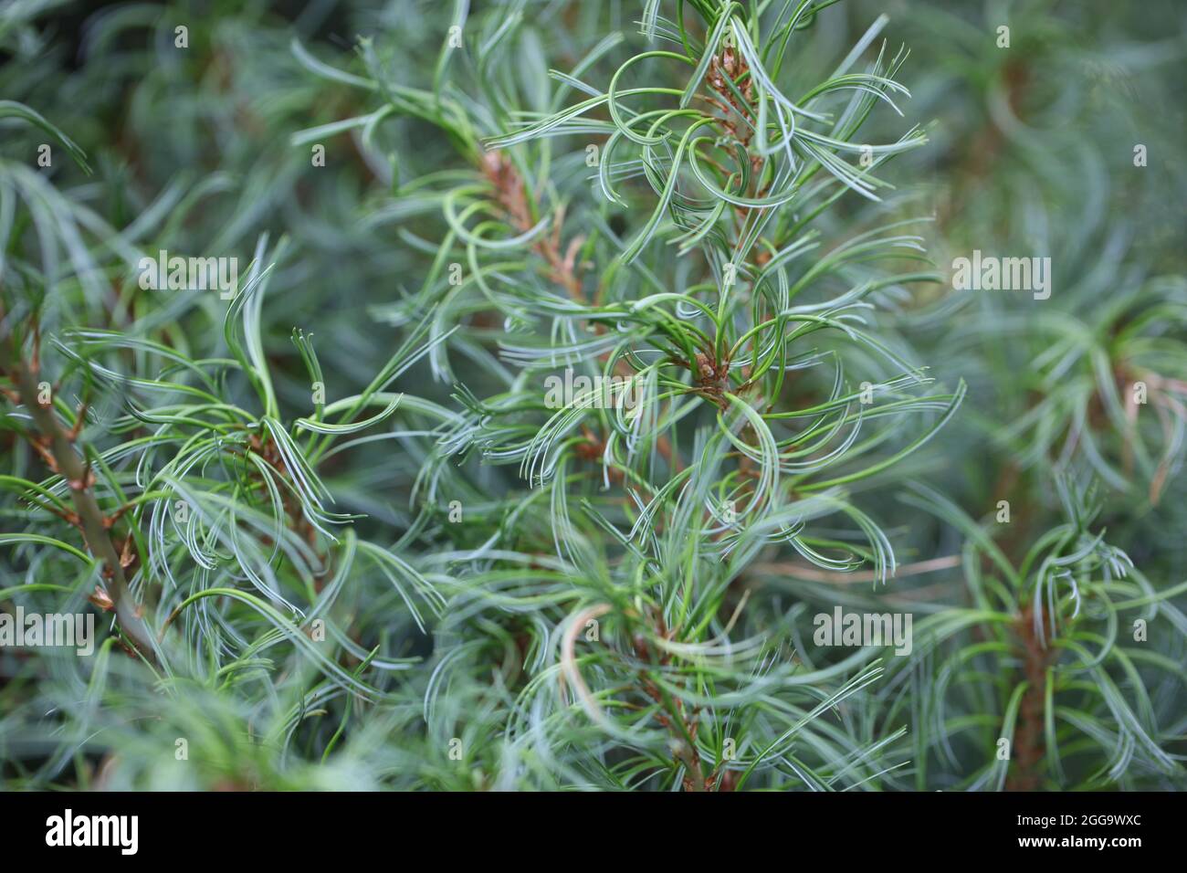 Eastern White Pine / pinus strobus Tiny Kurls Stock Photo - Alamy