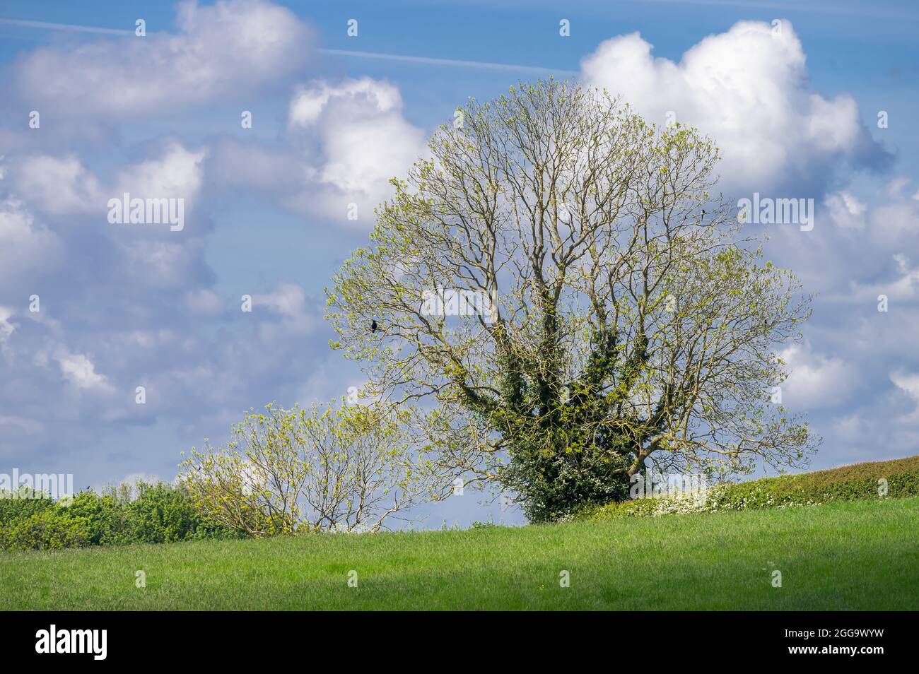 Dead Tree - Hallworth Farm, Wingfield, Dunstable Stock Photo - Alamy