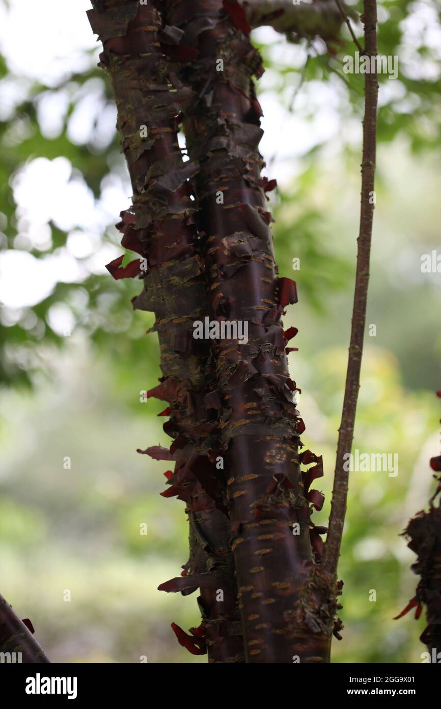 Abstract of colourful bark of a Himalayan cherry tree ( Prunus rufa ...