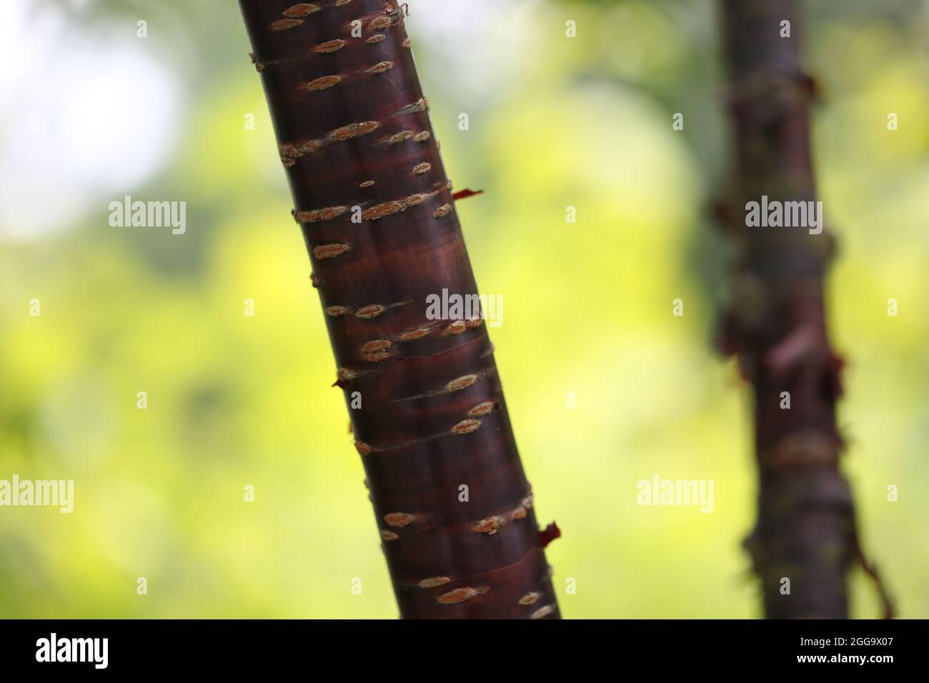 Abstract of colourful bark of a Himalayan cherry tree ( Prunus rufa ...